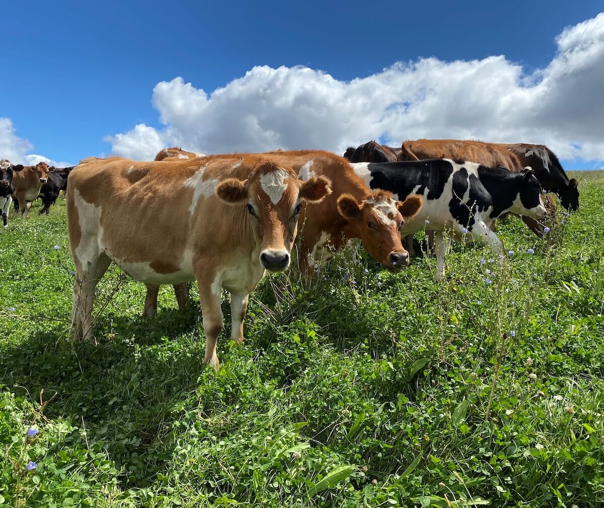 Jersey Cattle