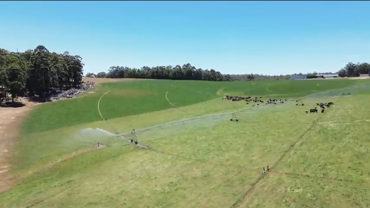 Jersey Cattle