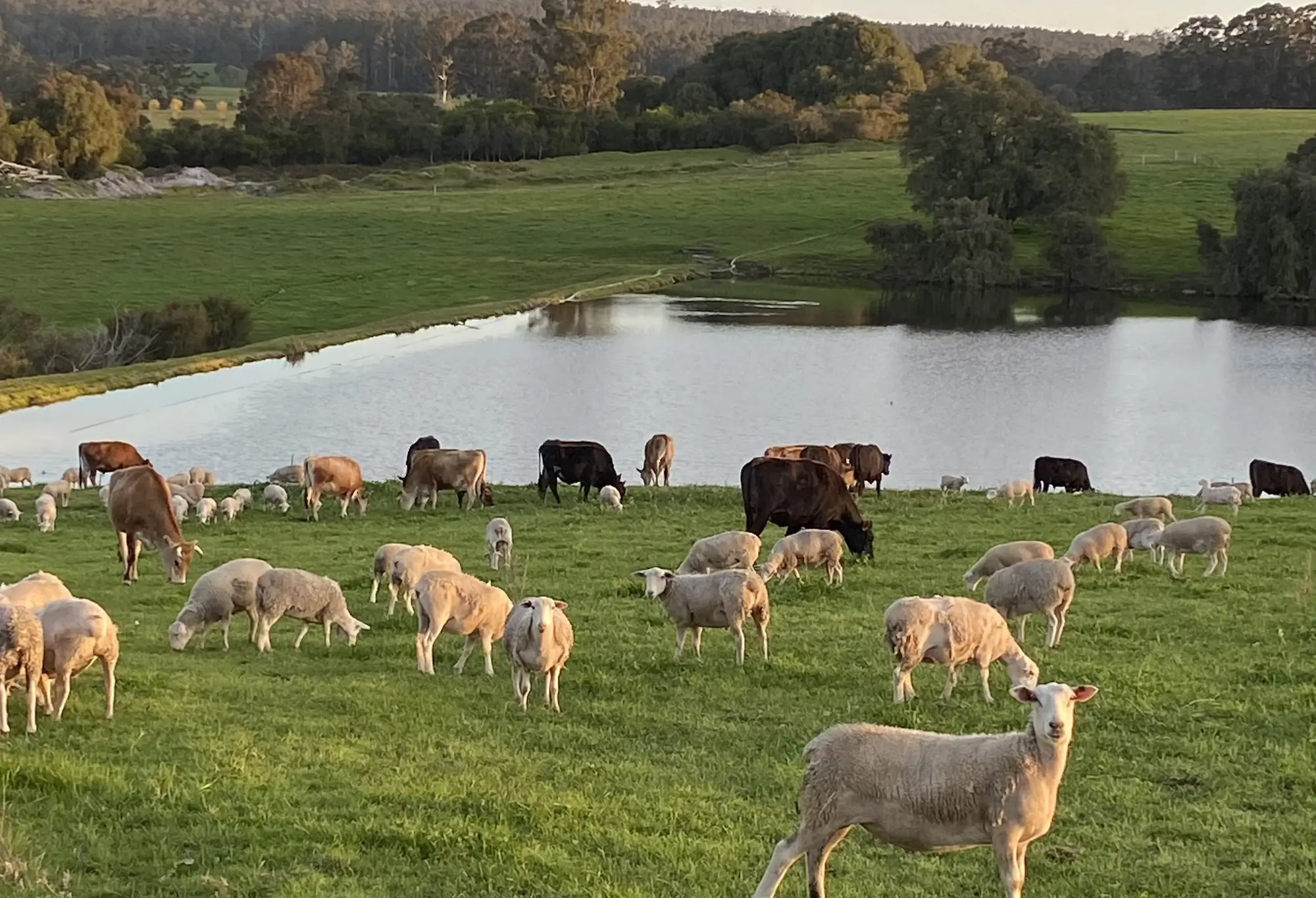 Jersey Cattle