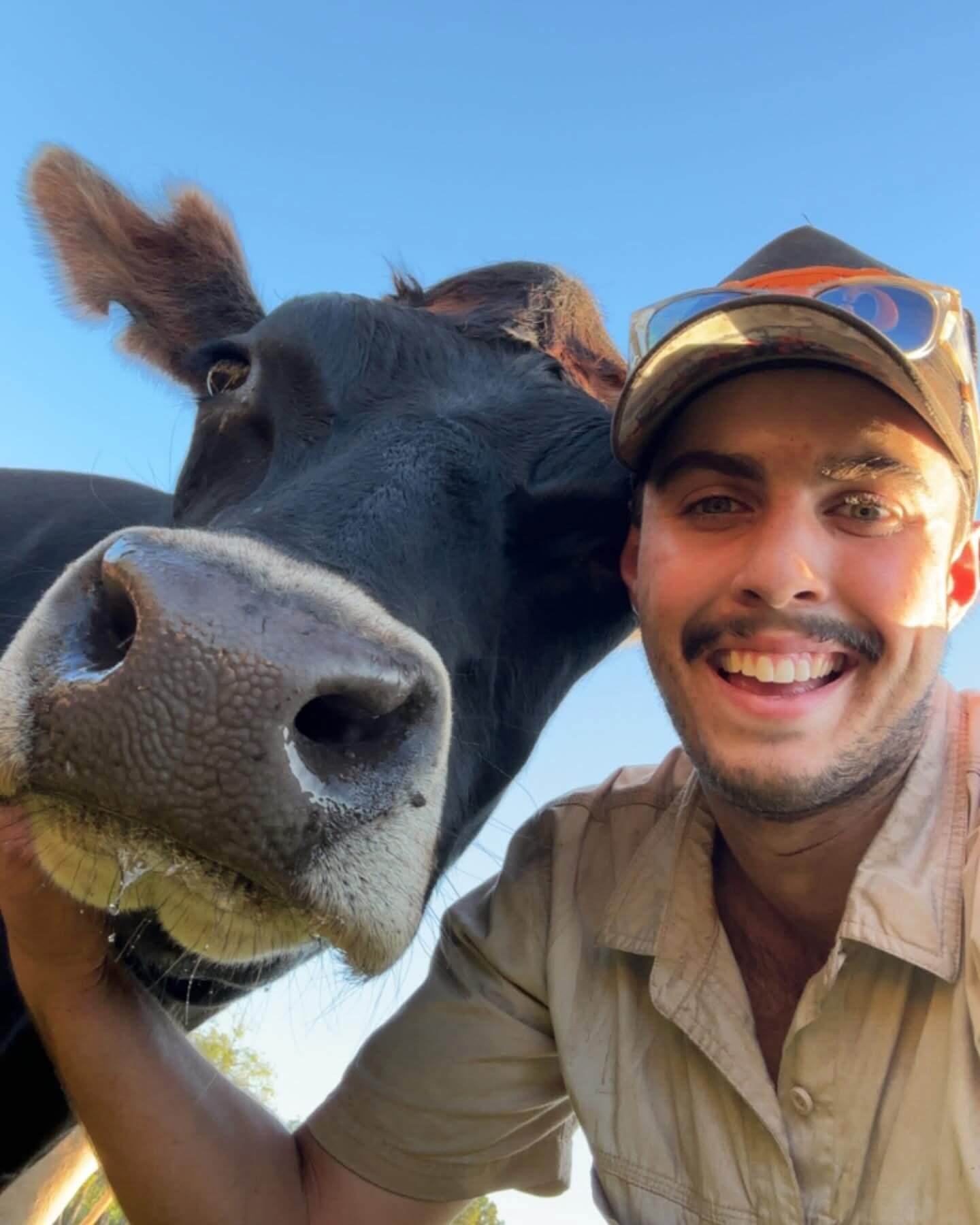 Jersey Cattle